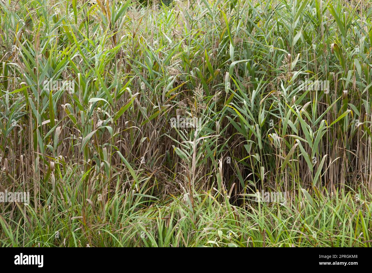 summer background: dense thickets of green reeds Stock Photo - Alamy