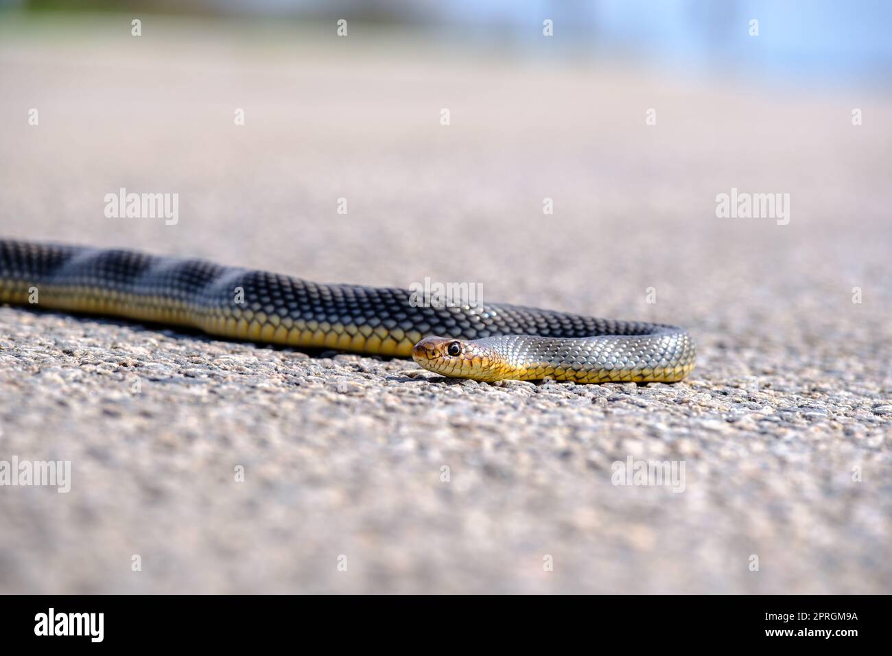 Watch your step, Eastern brown snake on the road. Garder Snake on the ...