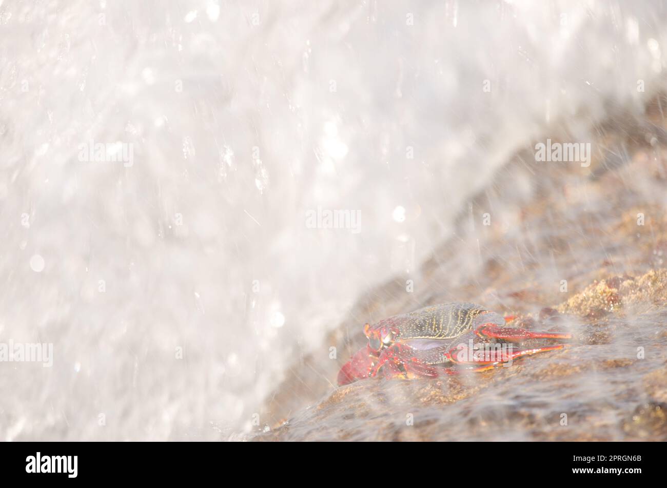 Crab under the splash of a wave Stock Photo - Alamy