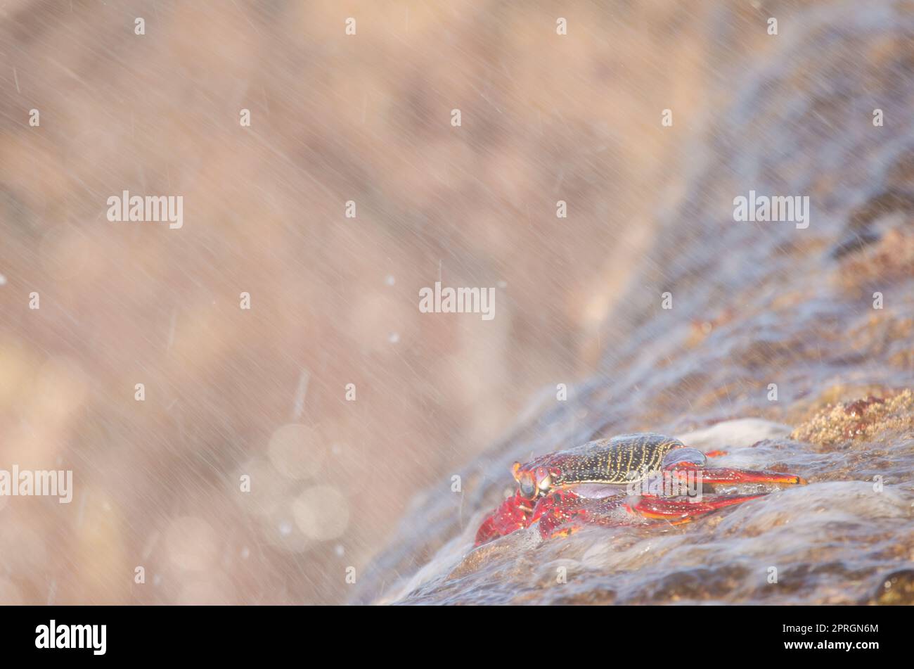Crab under the splash of a wave Stock Photo - Alamy