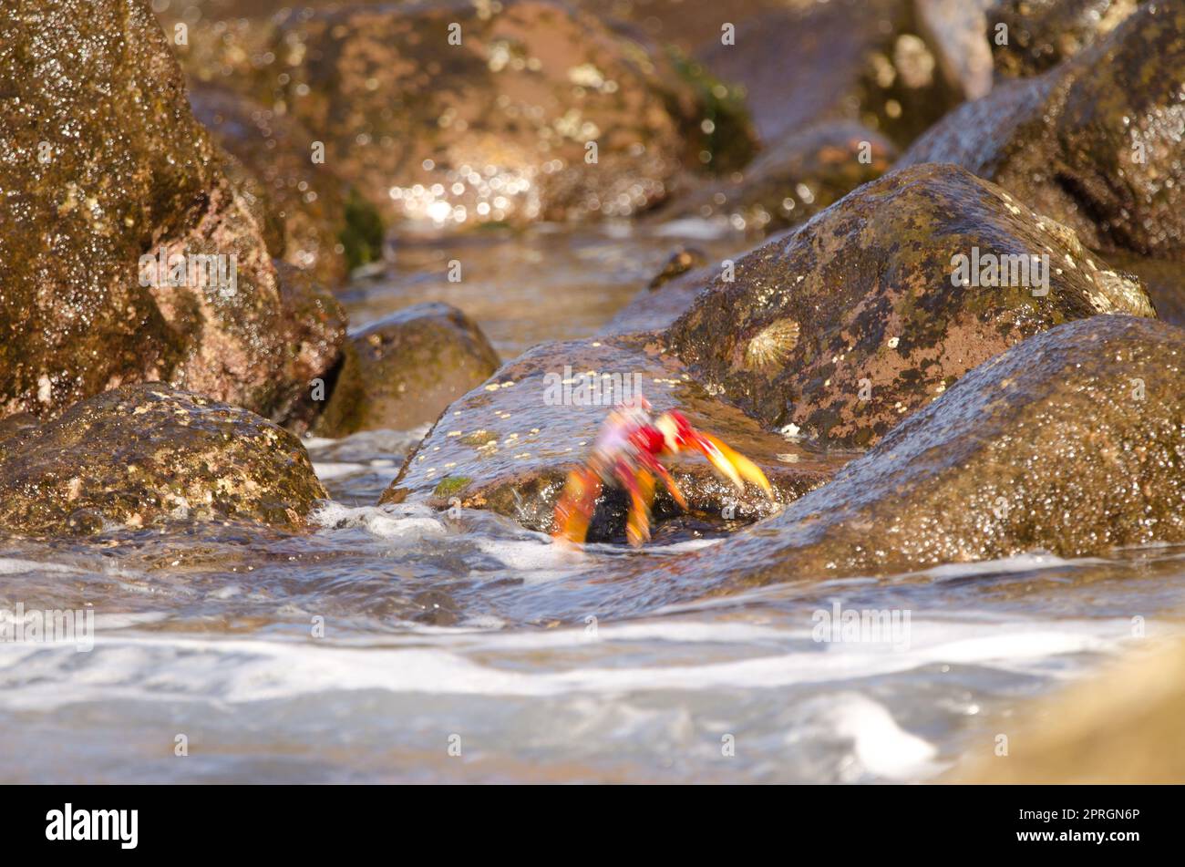 Jumping stones hi-res stock photography and images - Alamy