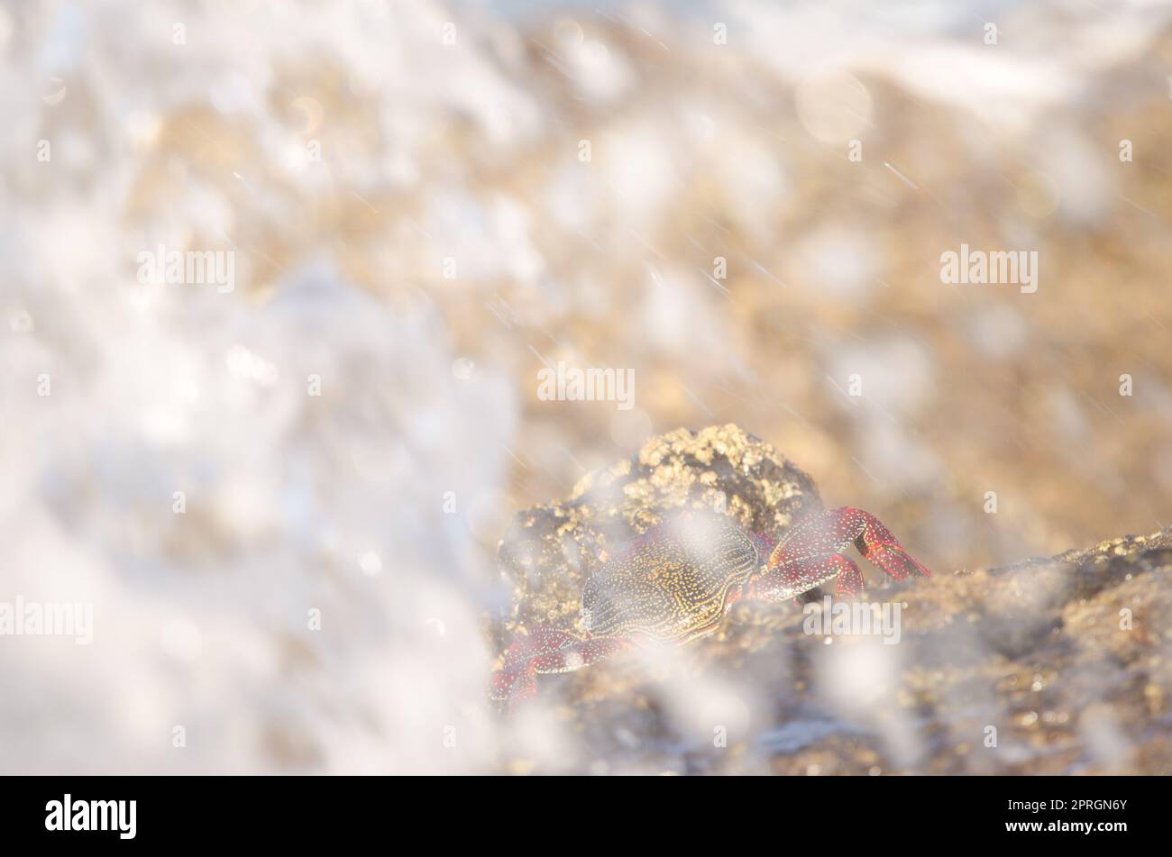 Crab under the splash of a wave Stock Photo - Alamy