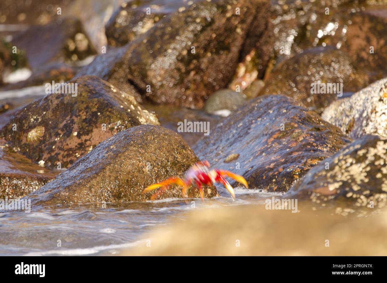 Jumping stones hi-res stock photography and images - Alamy
