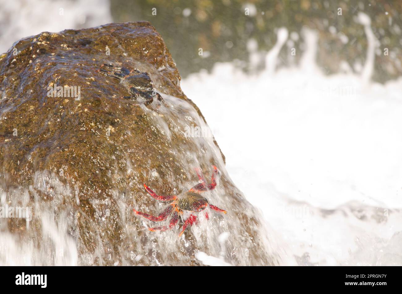 Crab under the splash of a wave Stock Photo - Alamy