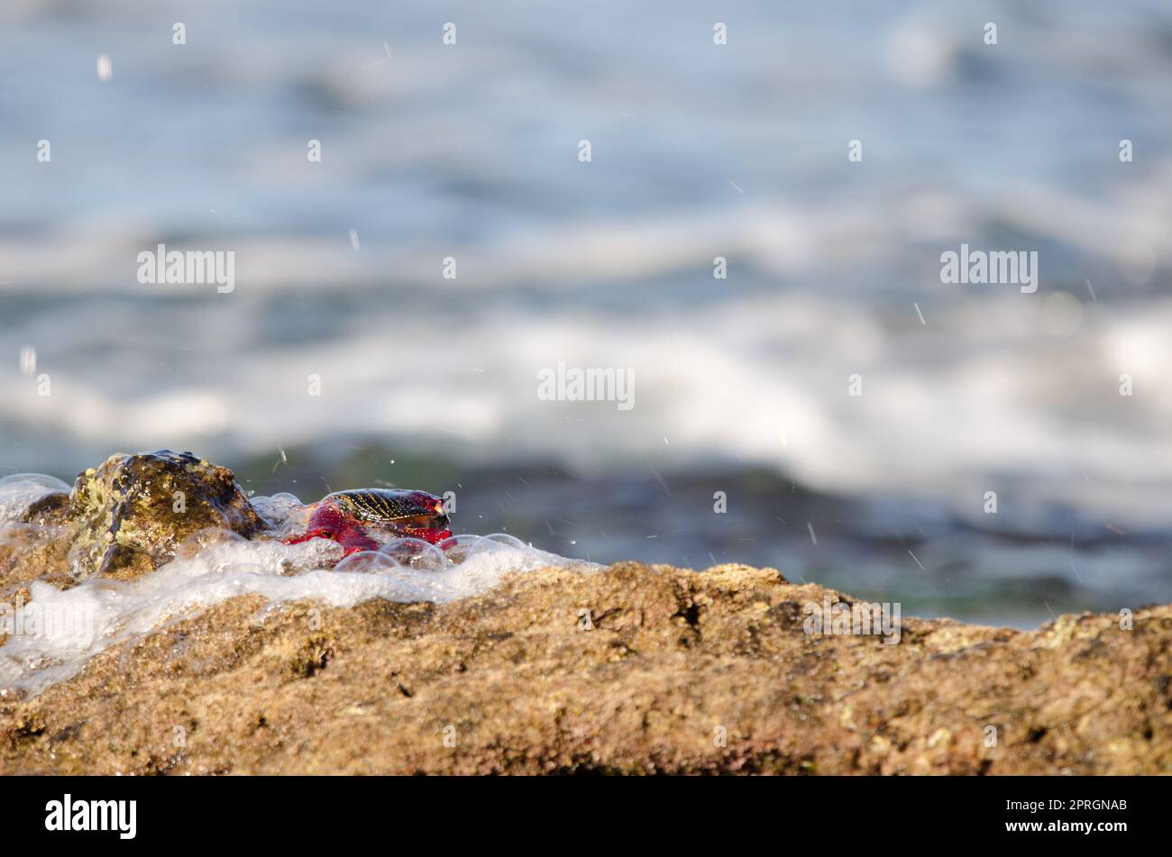 Animals and splash hi-res stock photography and images - Alamy