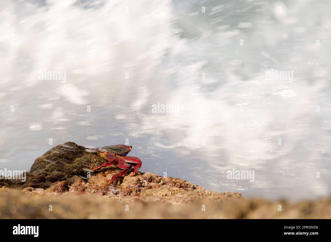 Crab under the splash of a wave Stock Photo - Alamy