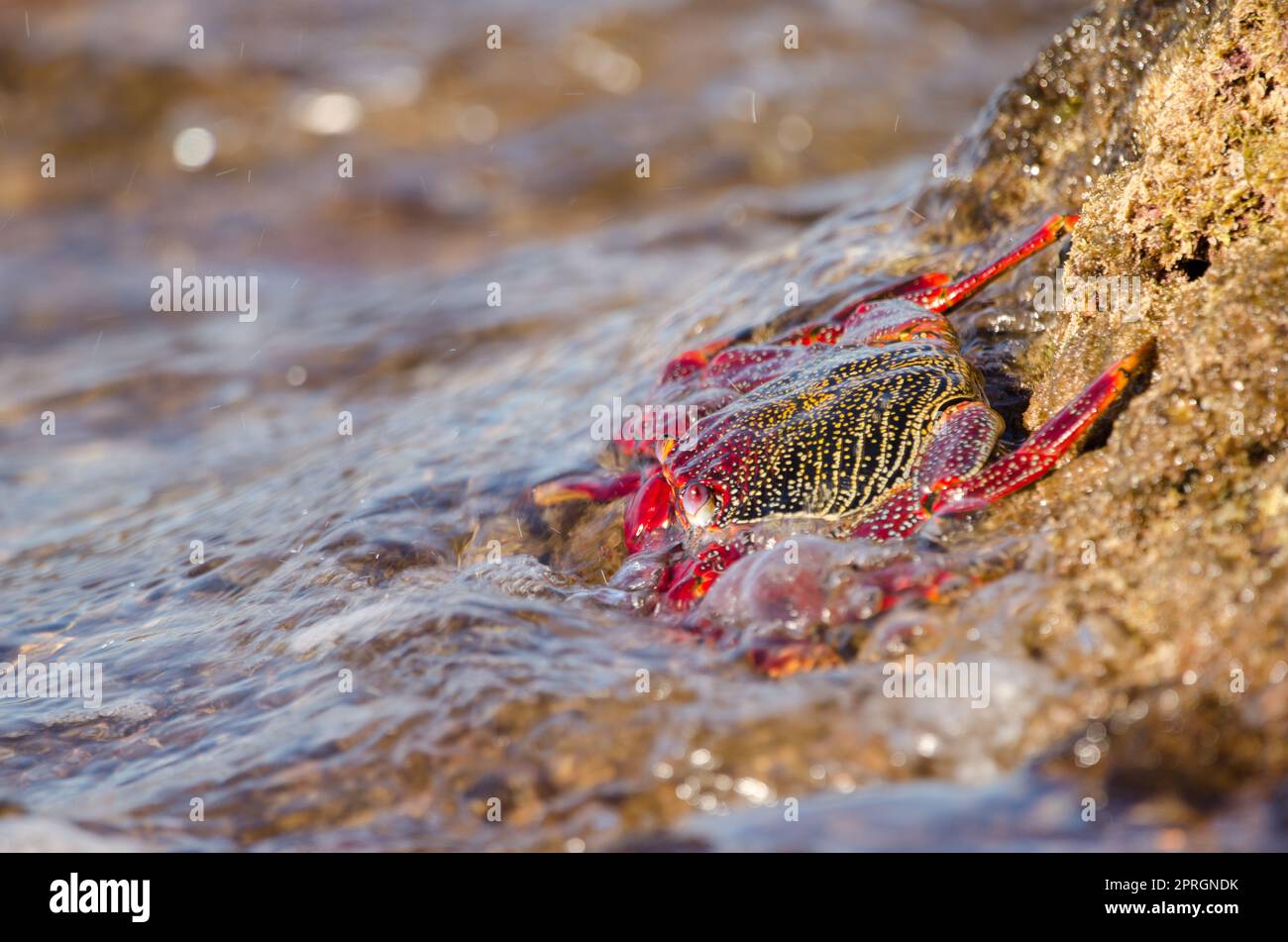 Crab bathed by a wave Stock Photo - Alamy