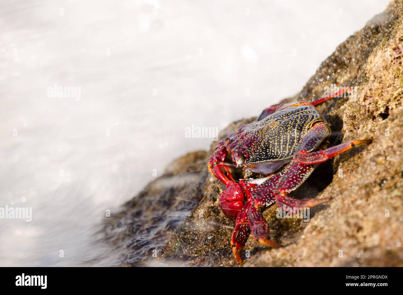 Crab and splash of a wave Stock Photo - Alamy
