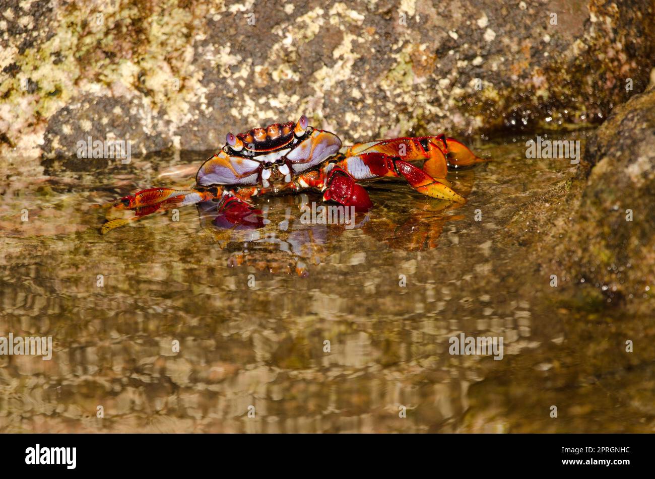 Ocean puddle hi-res stock photography and images - Alamy