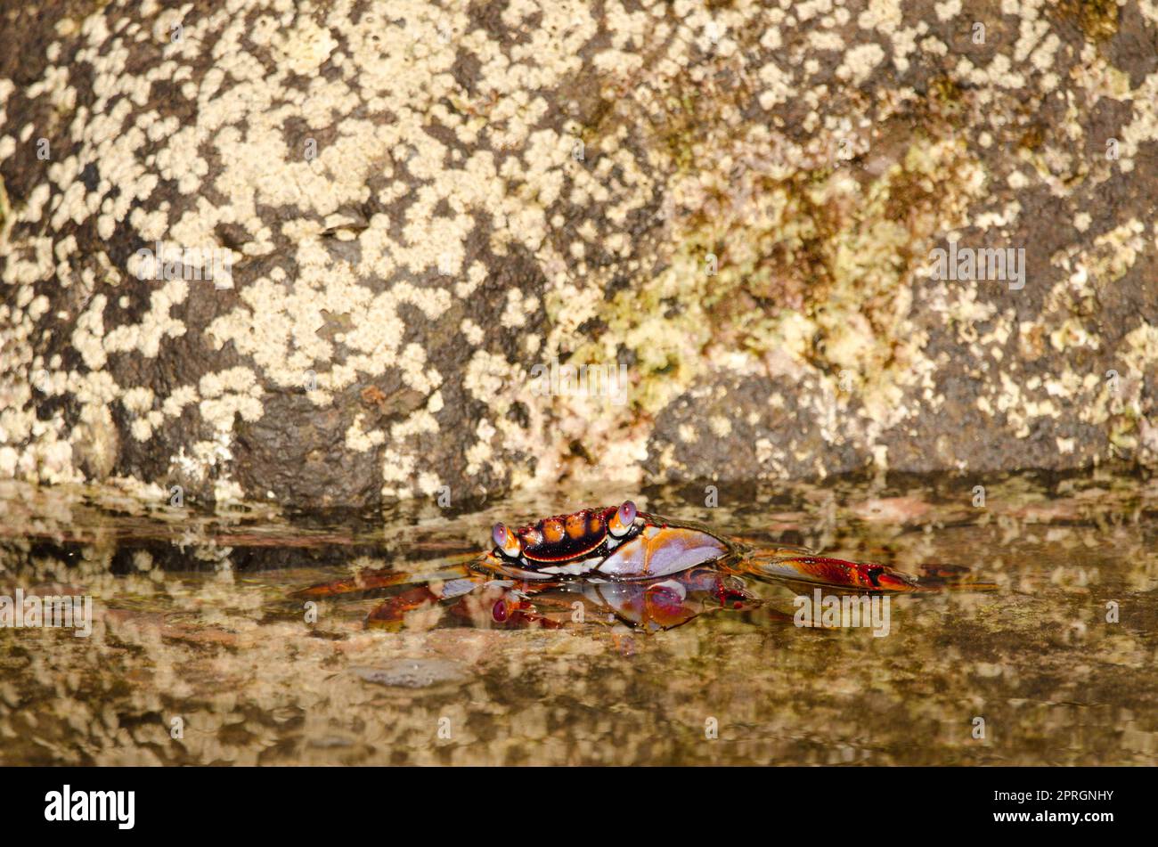 Ocean puddle hi-res stock photography and images - Alamy