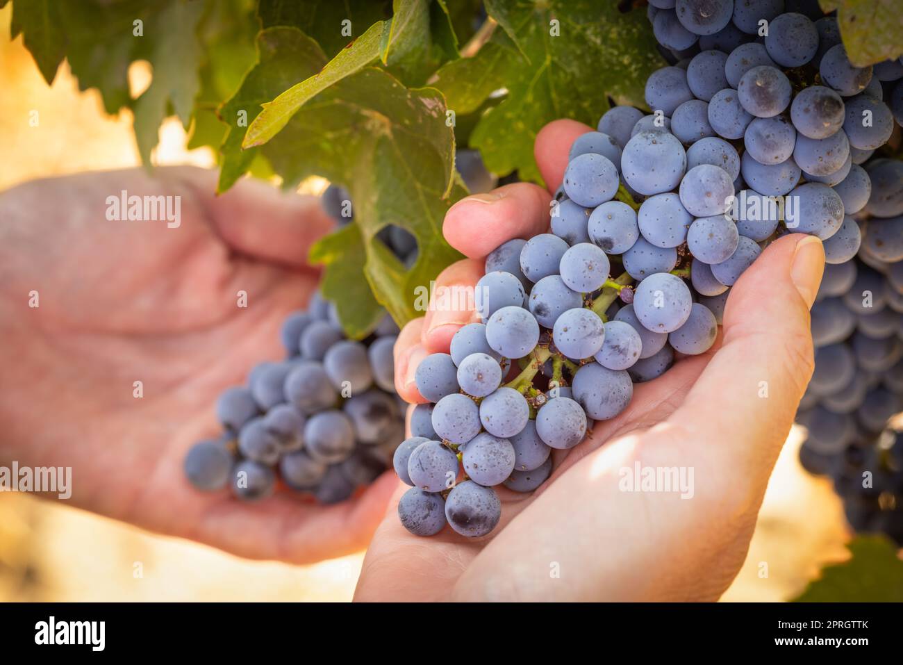 Female Farmer Hands Holding Bunch of Ripe Wine Grapes In The Vineyard Stock Photo - Alamy