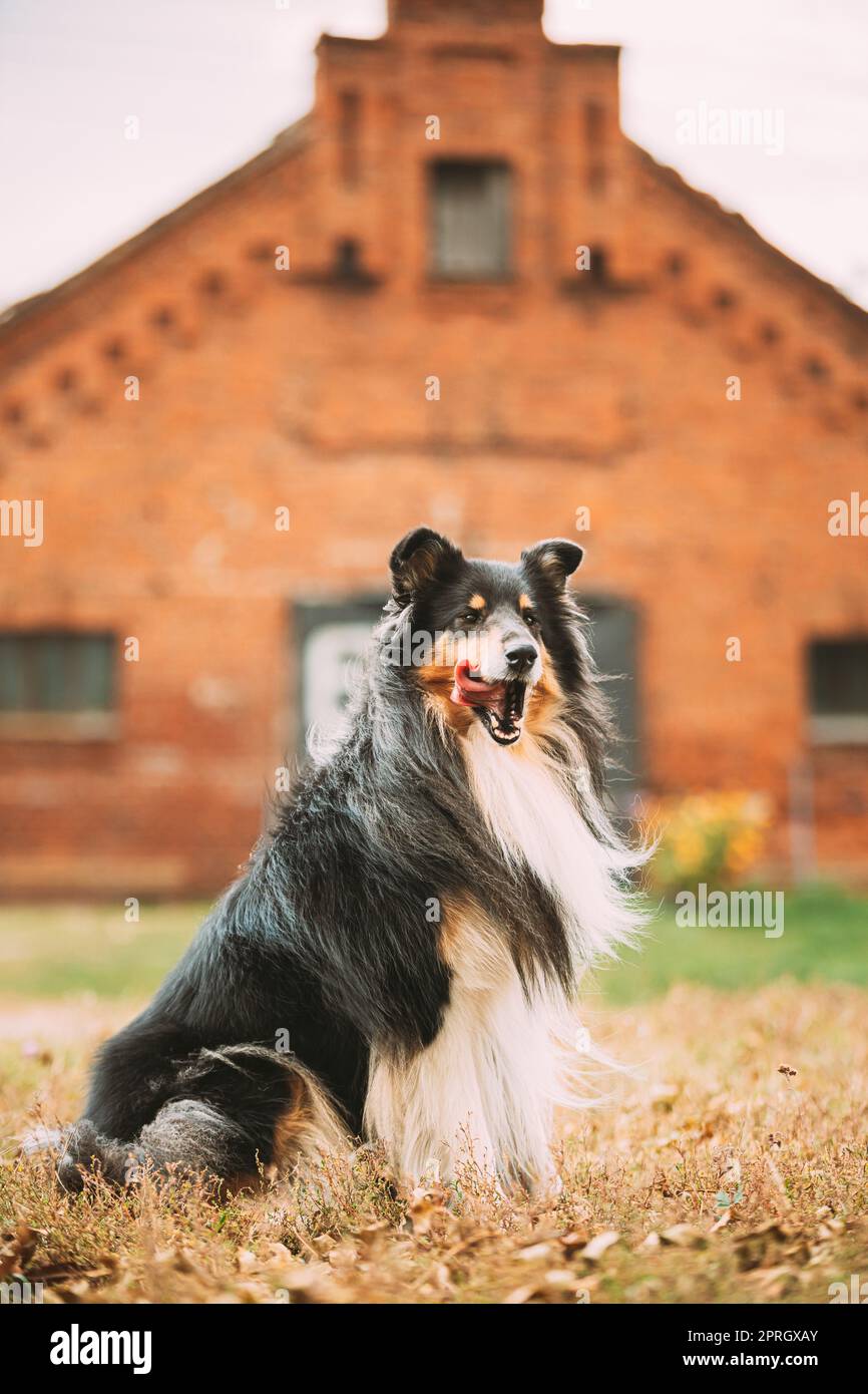 Lassie dog hi-res stock photography and images - Alamy