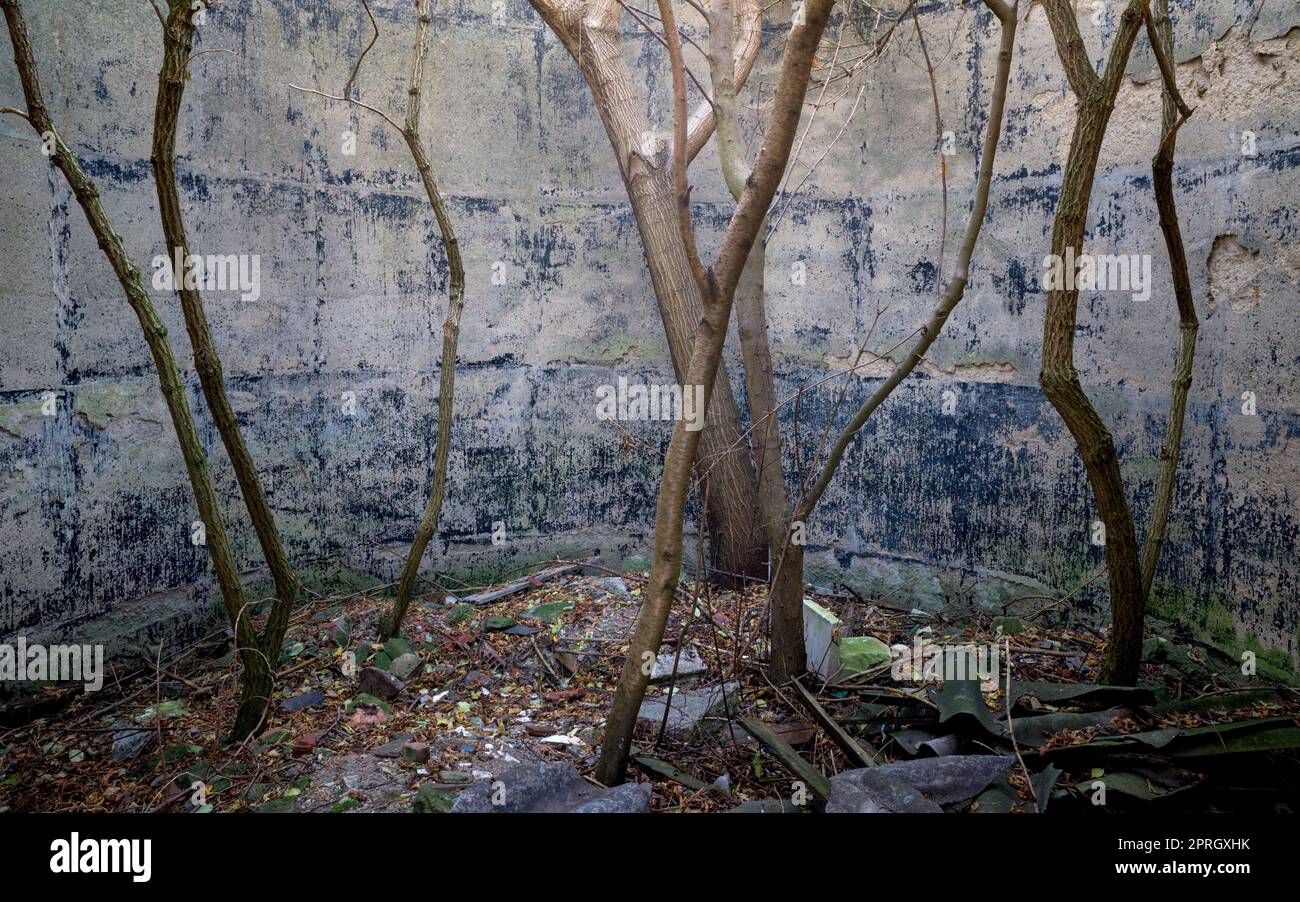 Old building ruins with vegetation growing Stock Photo - Alamy