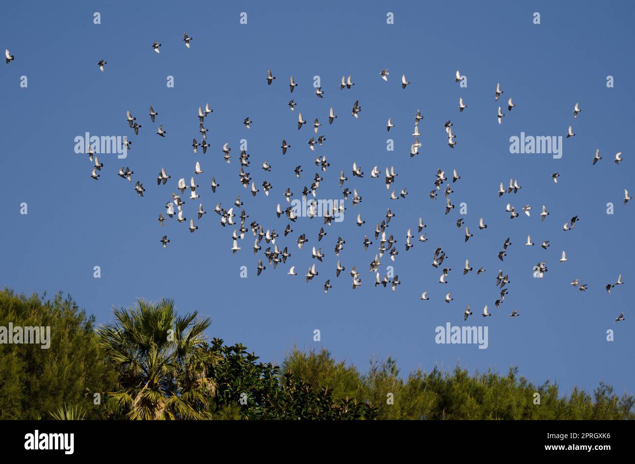 Flock of domestic pigeons in flight Stock Photo - Alamy
