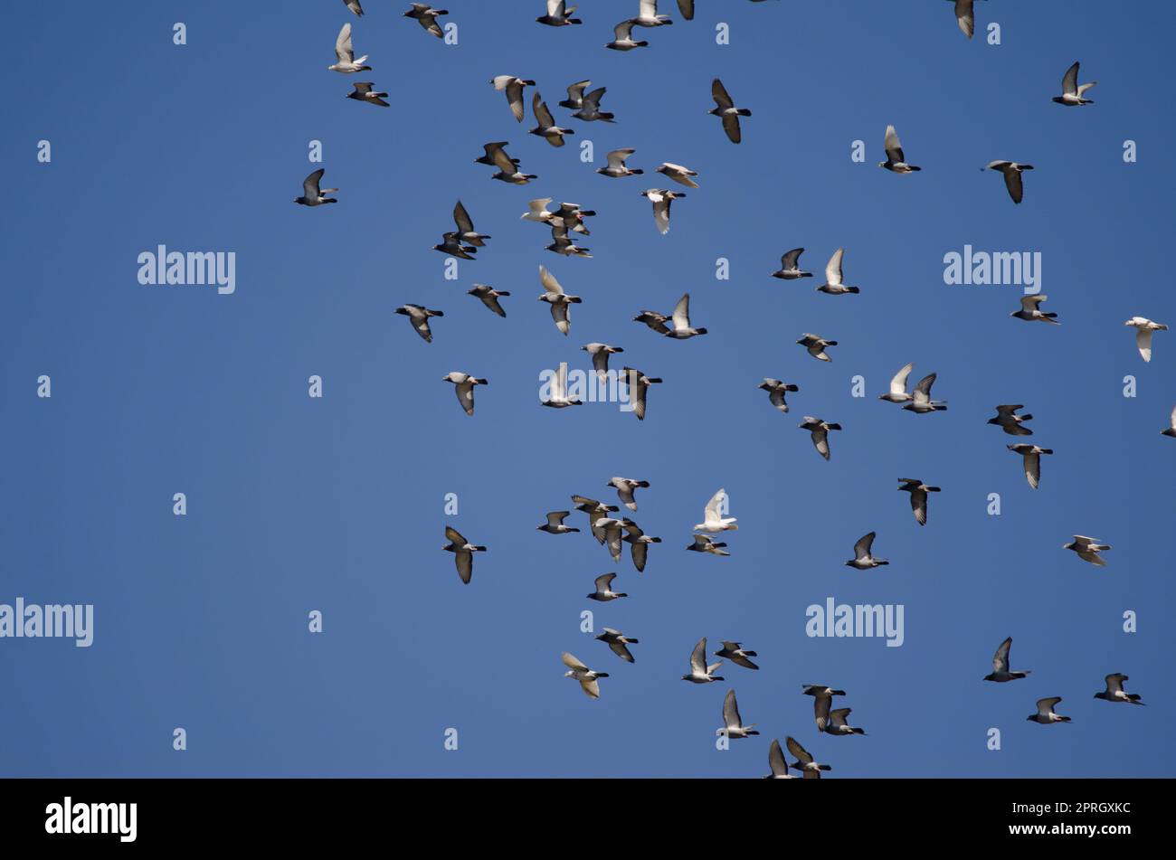 Flock of pigeons in flight hi-res stock photography and images - Alamy