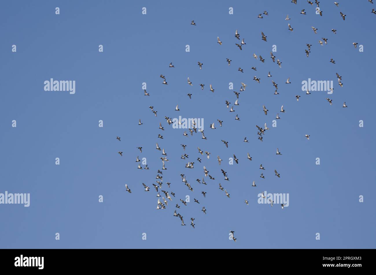Flock of domestic pigeons in flight Stock Photo - Alamy