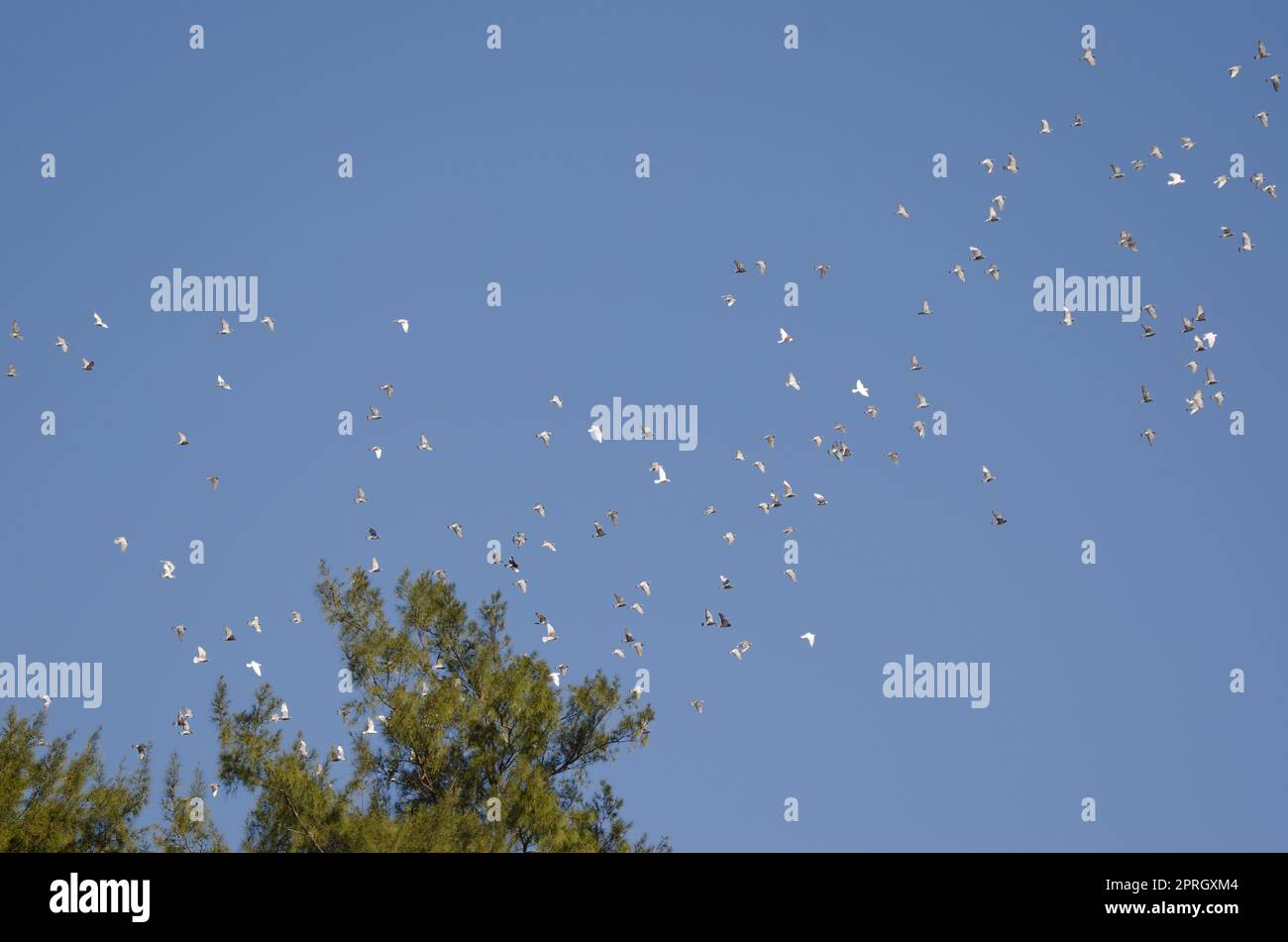 Groups of pigeons hi-res stock photography and images - Alamy