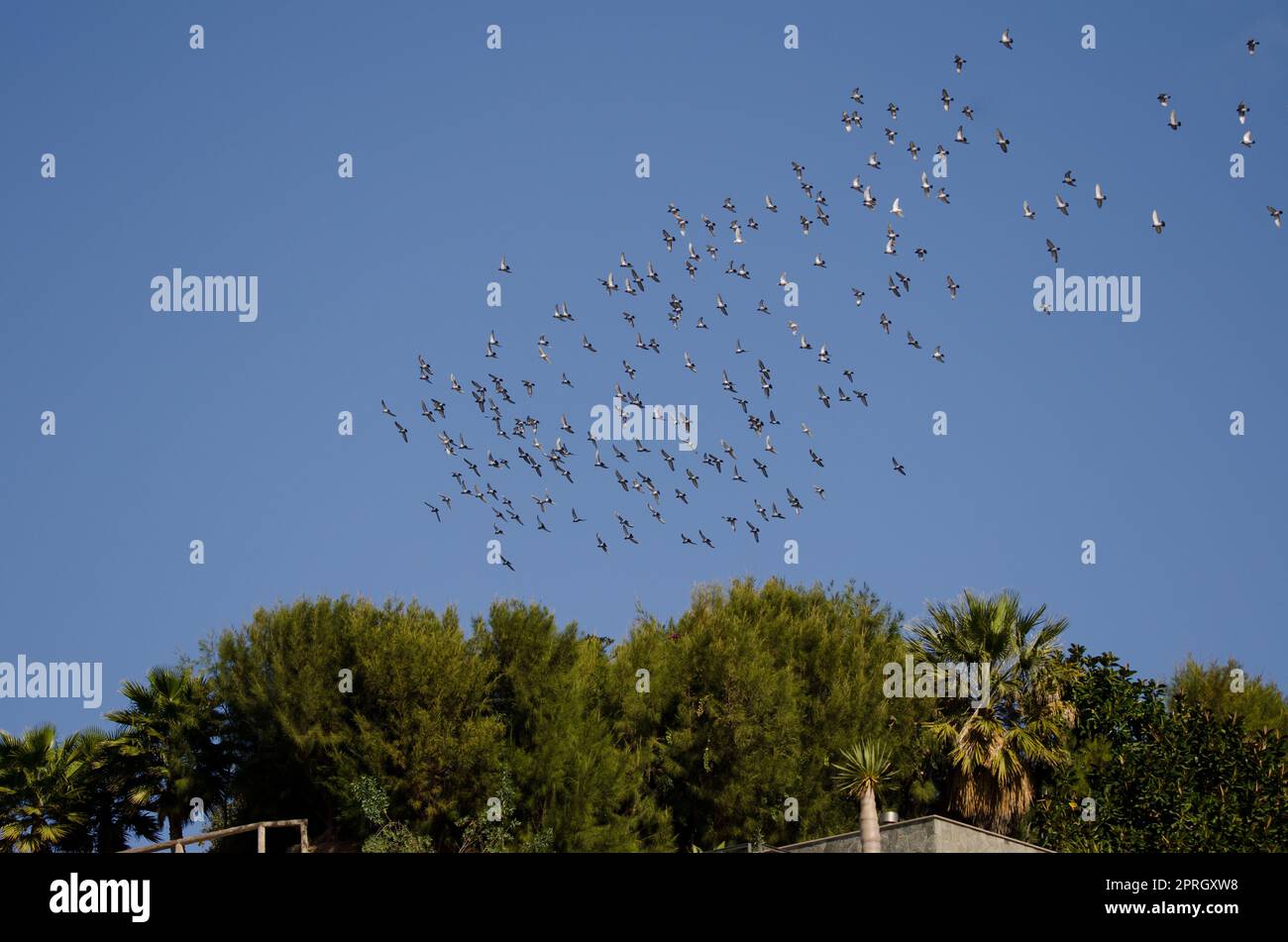 Flock of domestic pigeons in flight Stock Photo - Alamy