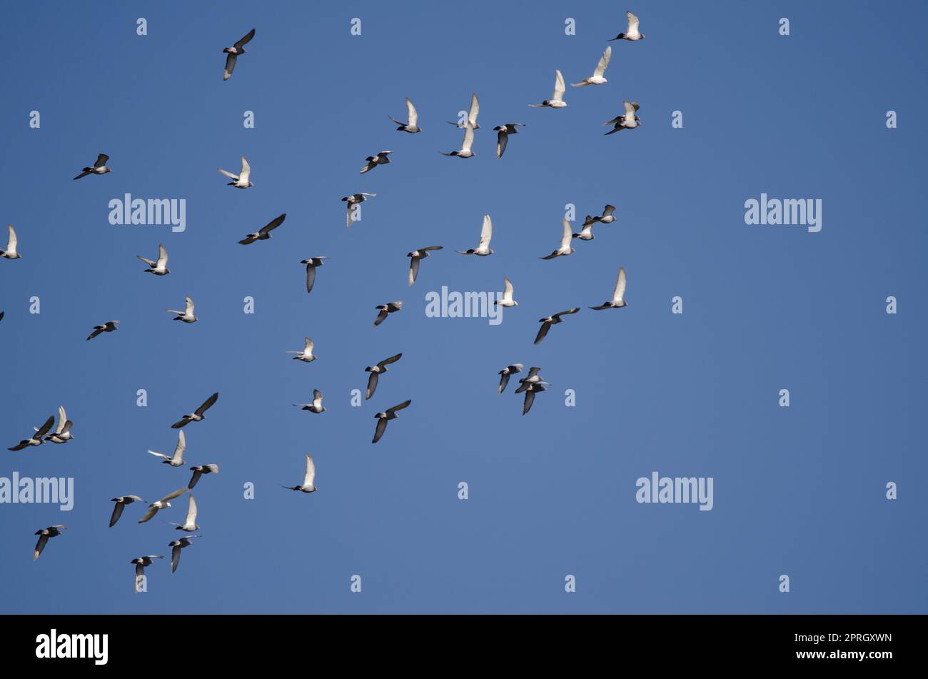 Flock of domestic pigeons in flight Stock Photo - Alamy
