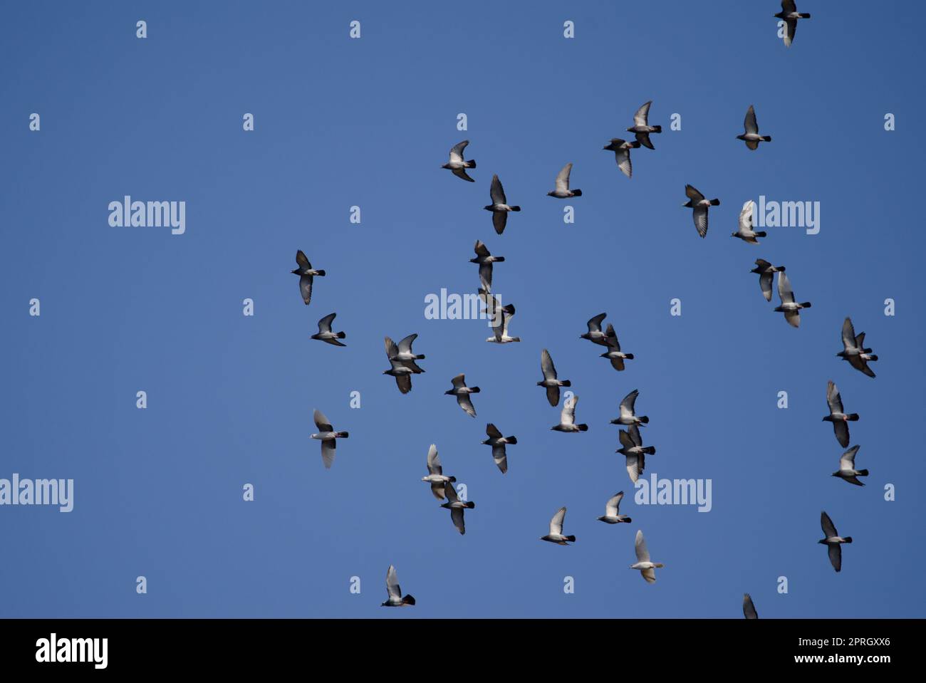 Pigeons colors hi-res stock photography and images - Alamy