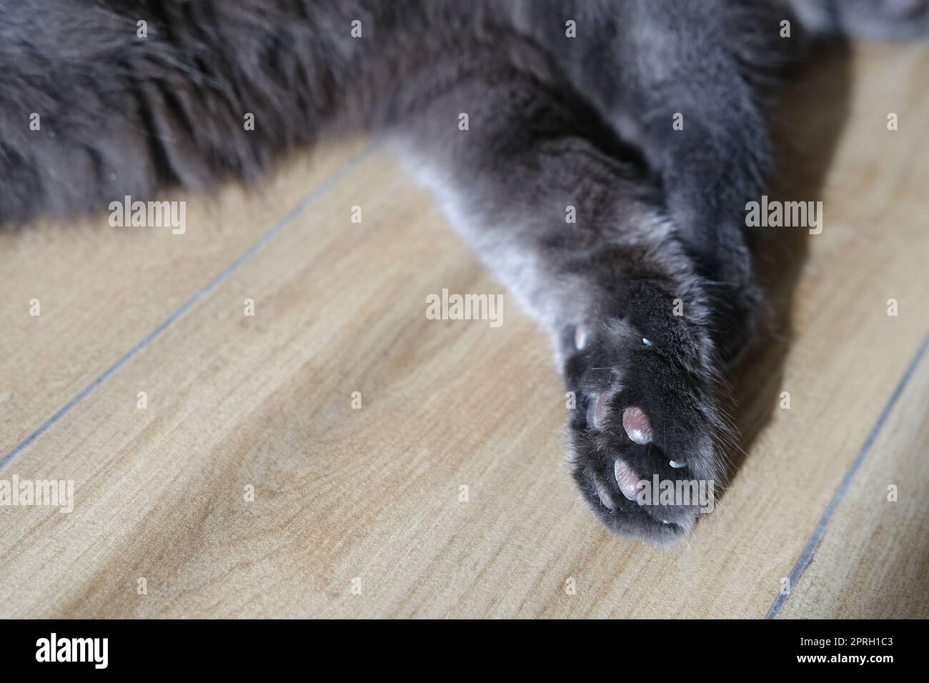 Orange cat leg hi-res stock photography and images - Alamy