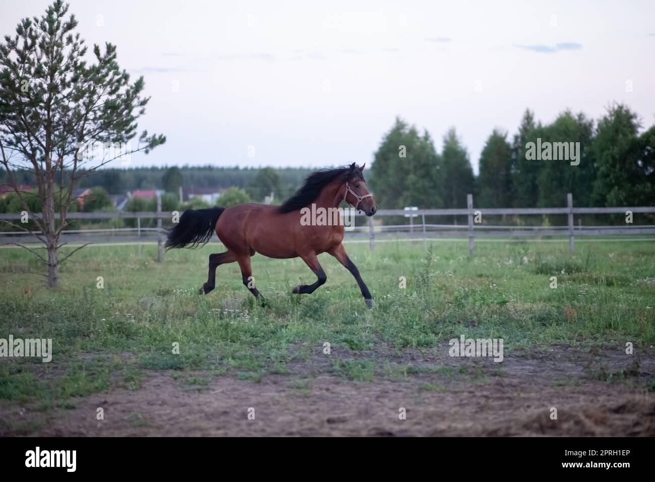 Chestnut under tail hi-res stock photography and images - Alamy