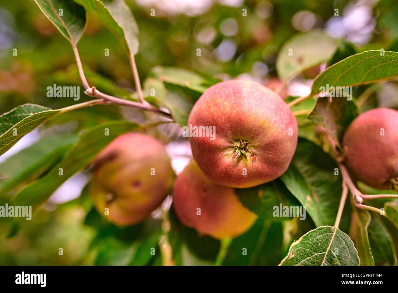 Apples in outdoor setting. A photo of taste and beautiful apples Stock ...