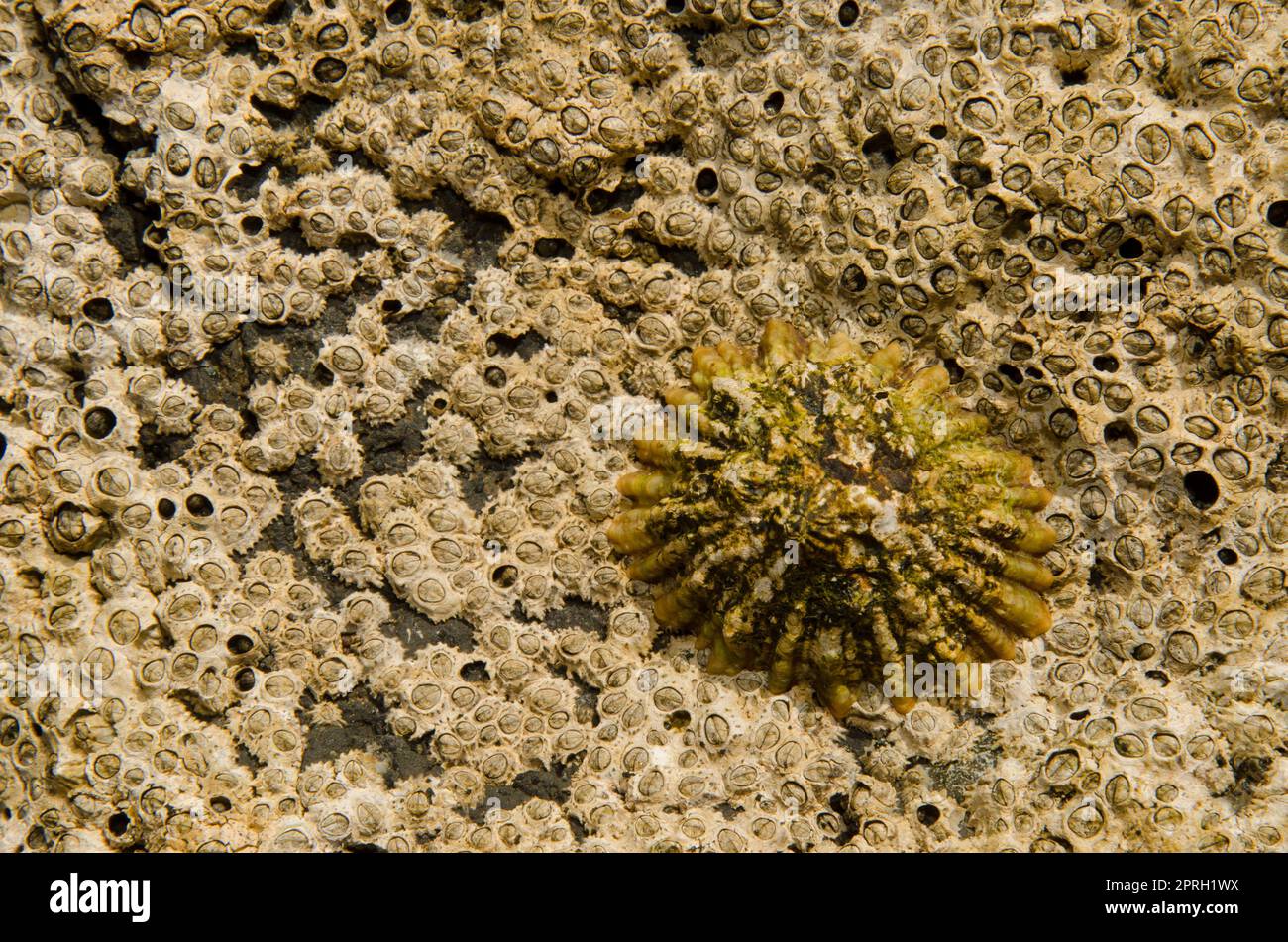 Azorean limpet hi-res stock photography and images - Alamy