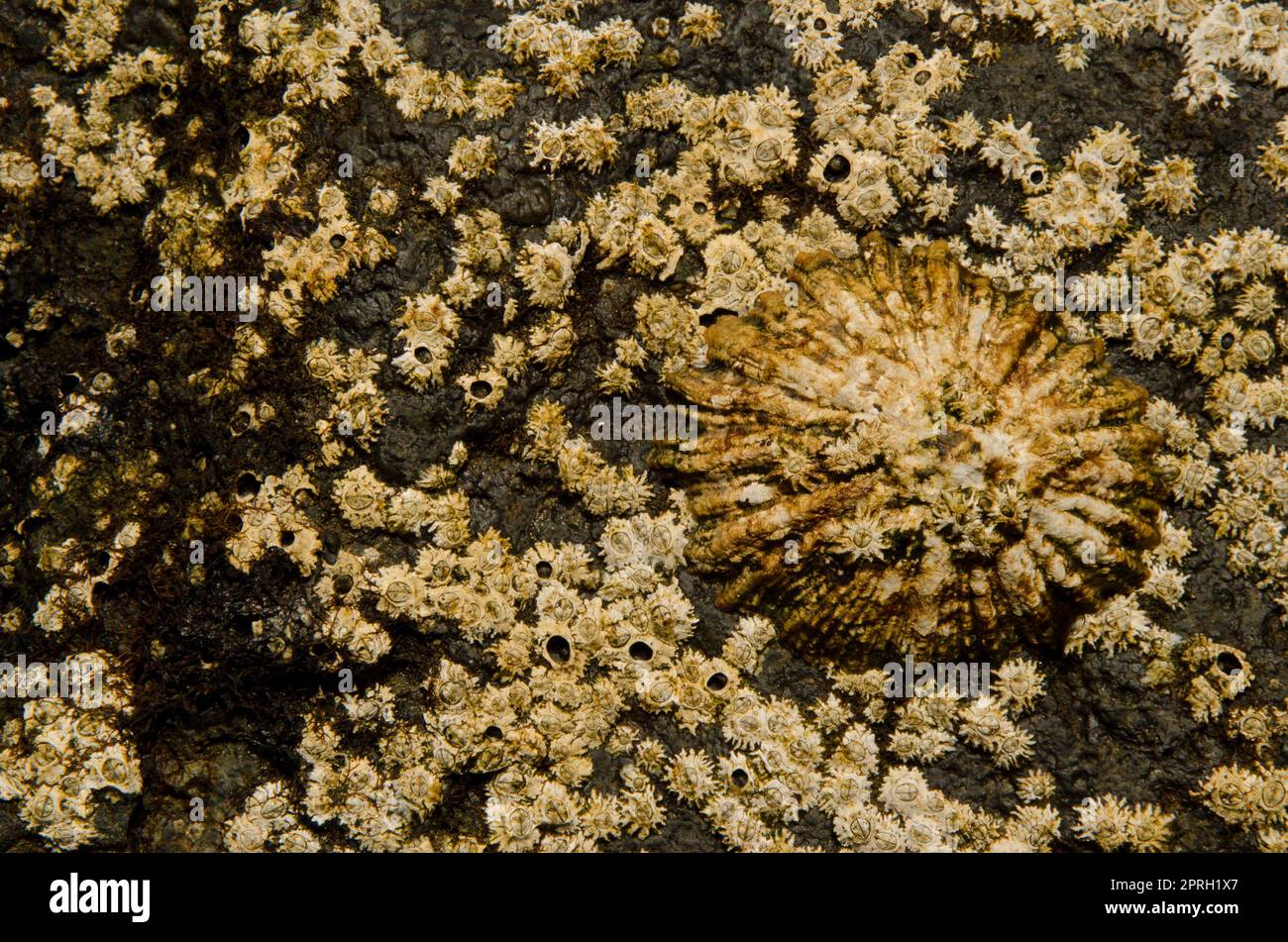 Azorean limpet and acorn barnacles Stock Photo - Alamy