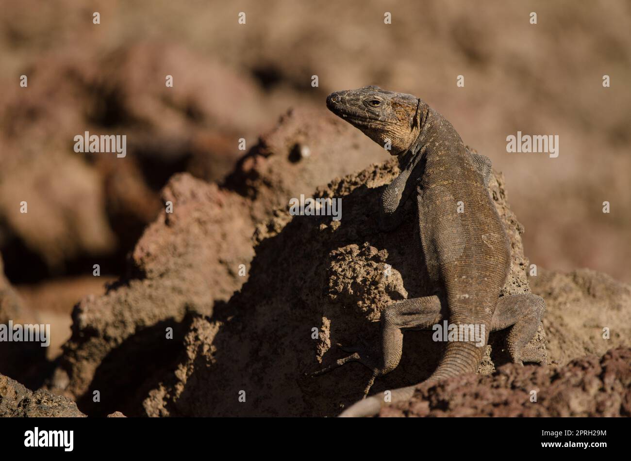 Gran Canaria giant lizard Stock Photo - Alamy
