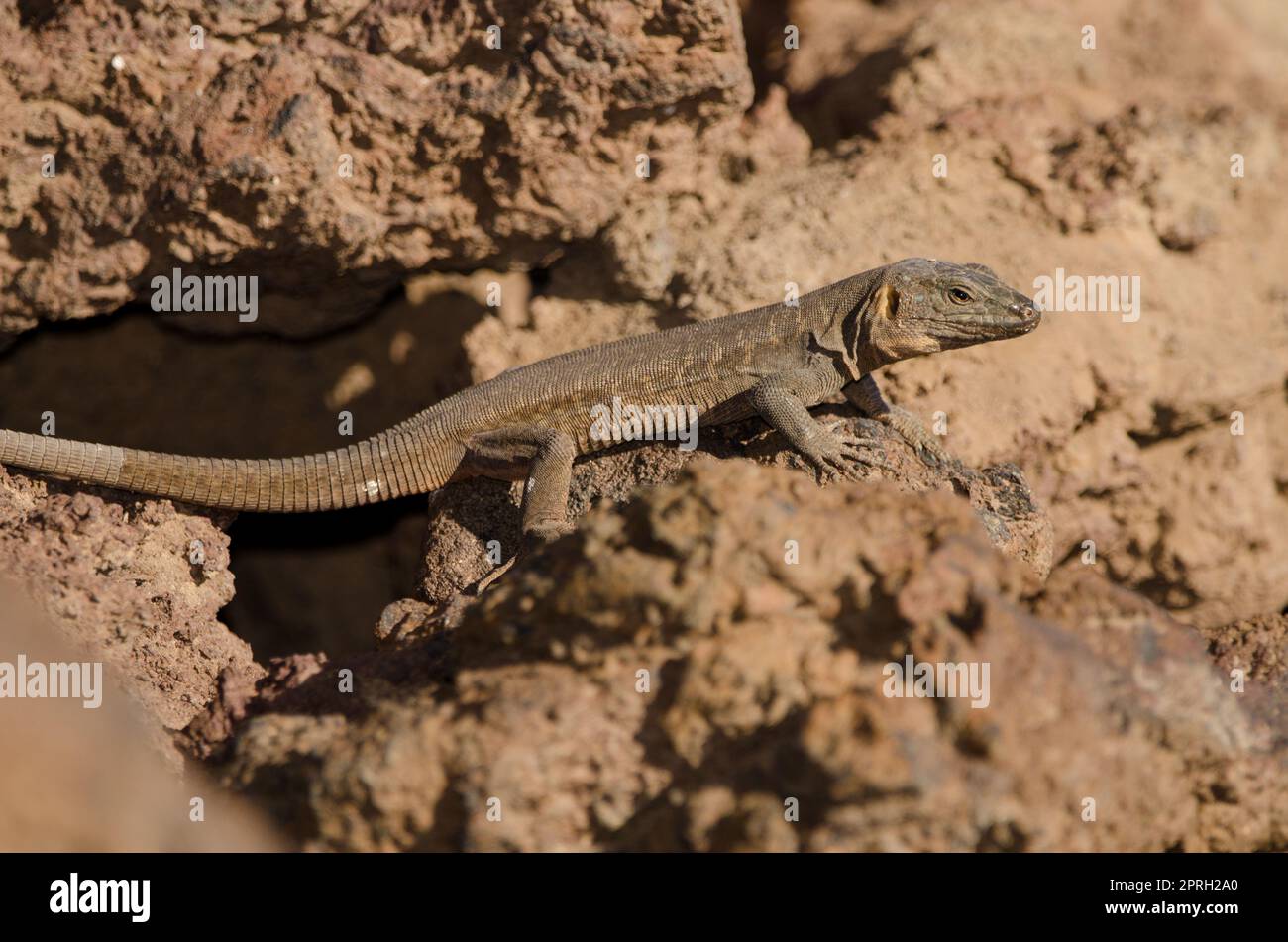 Gran Canaria giant lizard Stock Photo - Alamy