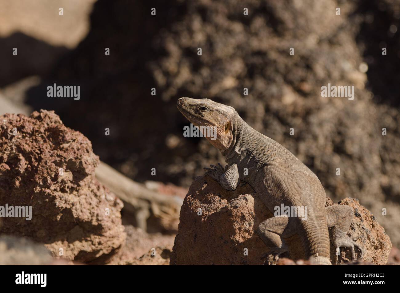 Gran canaria giant lizards hi-res stock photography and images - Alamy