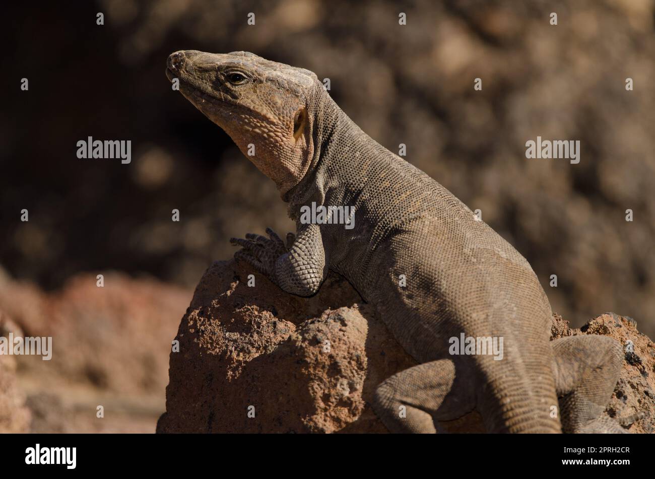 Gran Canaria giant lizard Stock Photo - Alamy