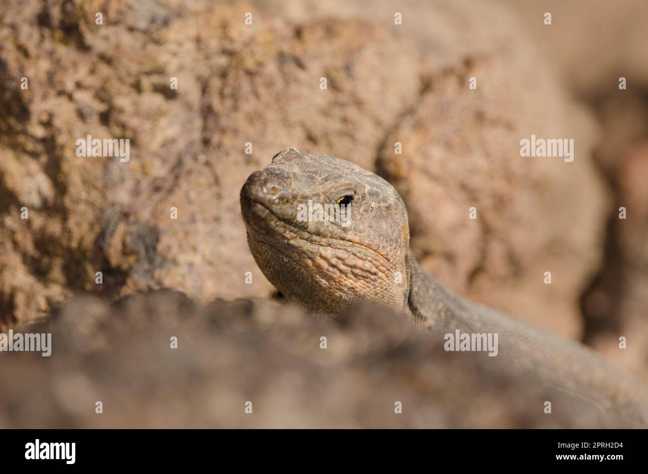 Gran Canaria giant lizard Stock Photo - Alamy