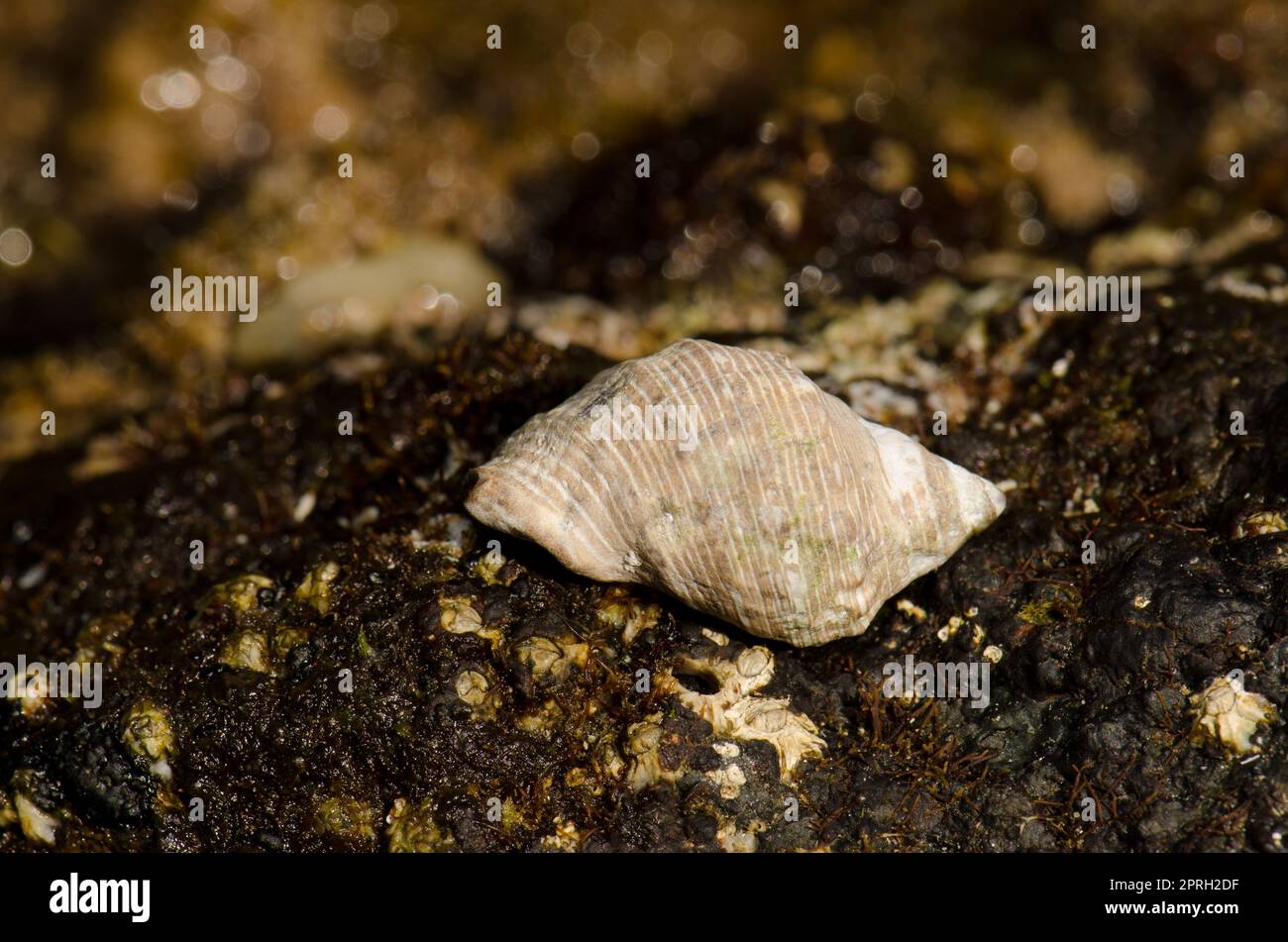 Shell of red-mouthed rock shell Stock Photo - Alamy