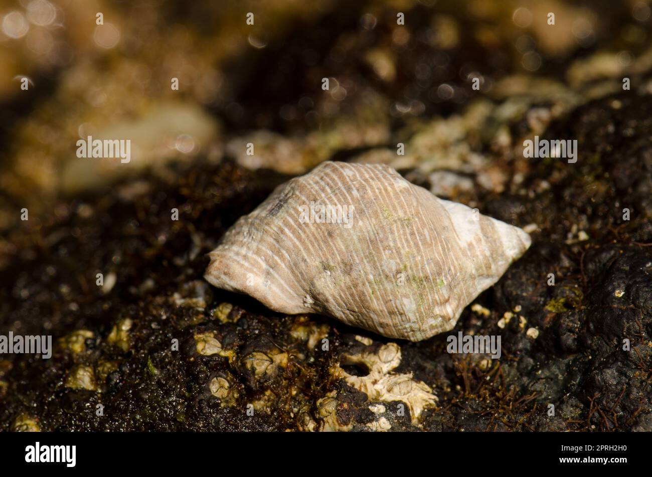 Shell of red-mouthed rock shell Stock Photo - Alamy