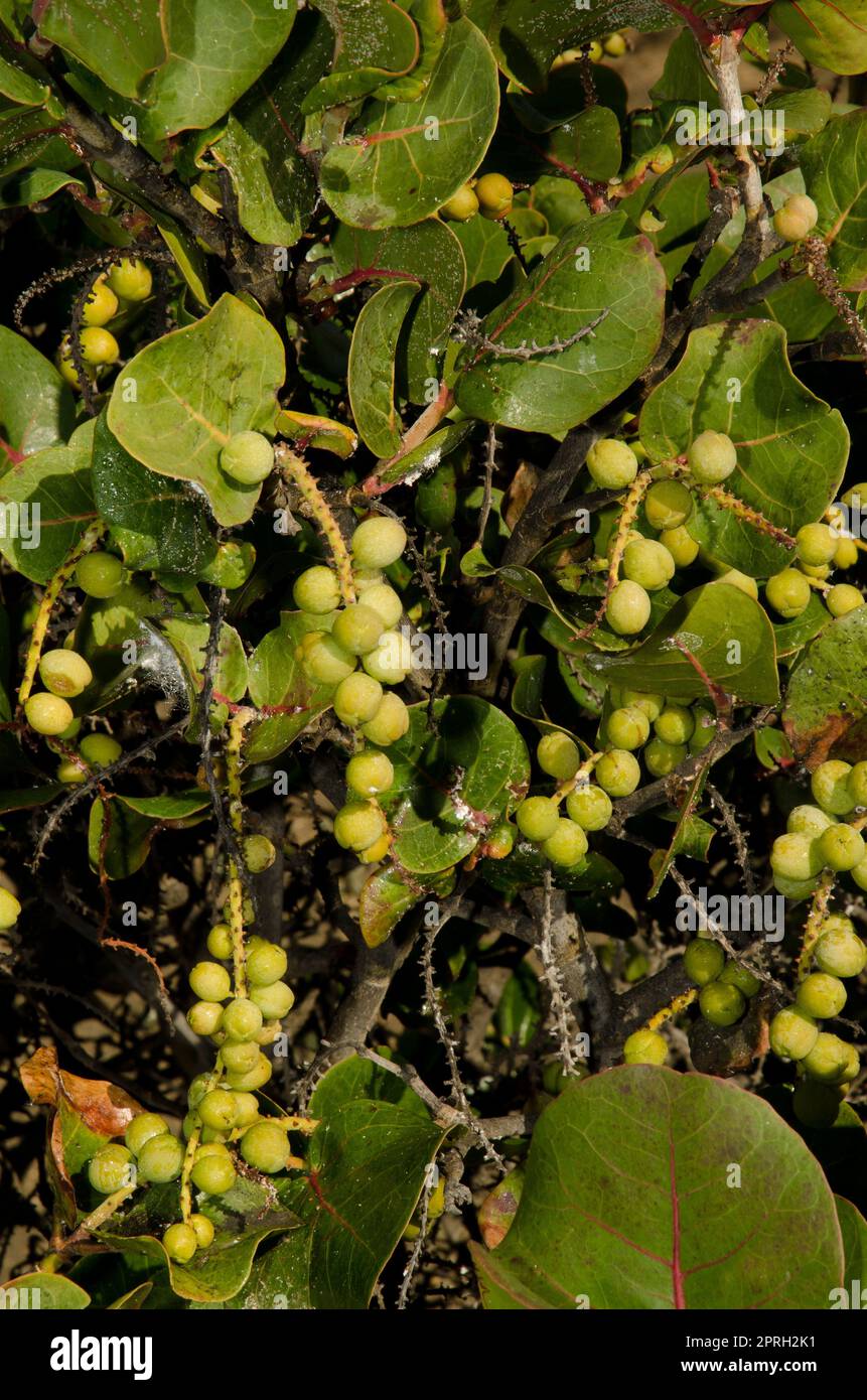 Fruits and leaves of seagrape Stock Photo - Alamy