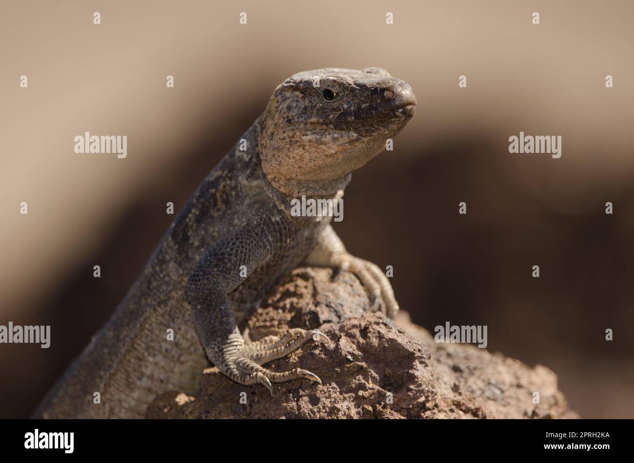 Male Gran Canaria giant lizard Gallotia stehlini Stock Photo - Alamy