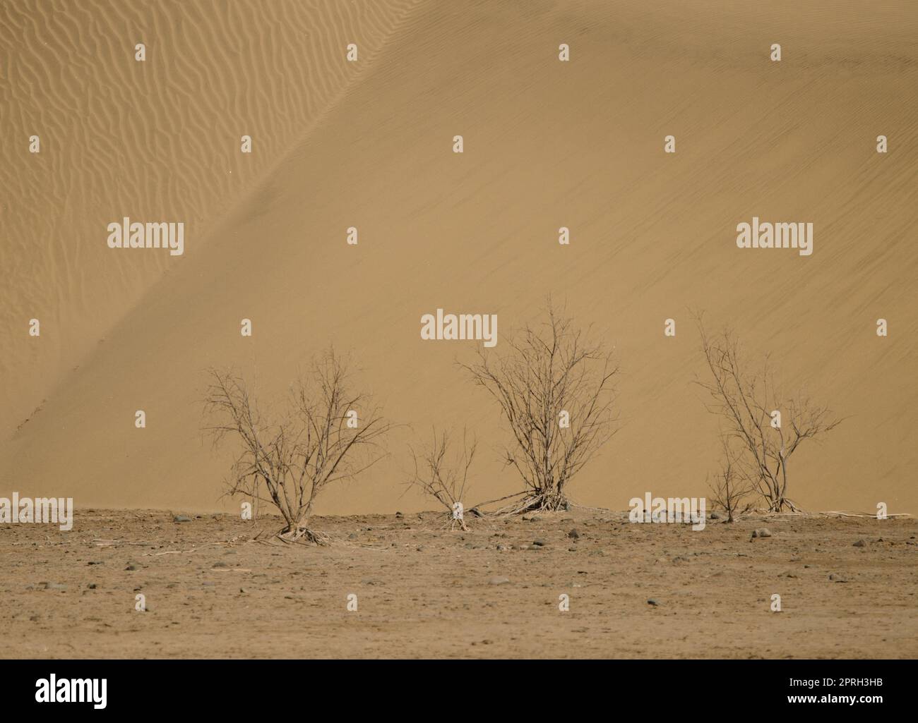 Dead shrubs and sand dune Stock Photo - Alamy