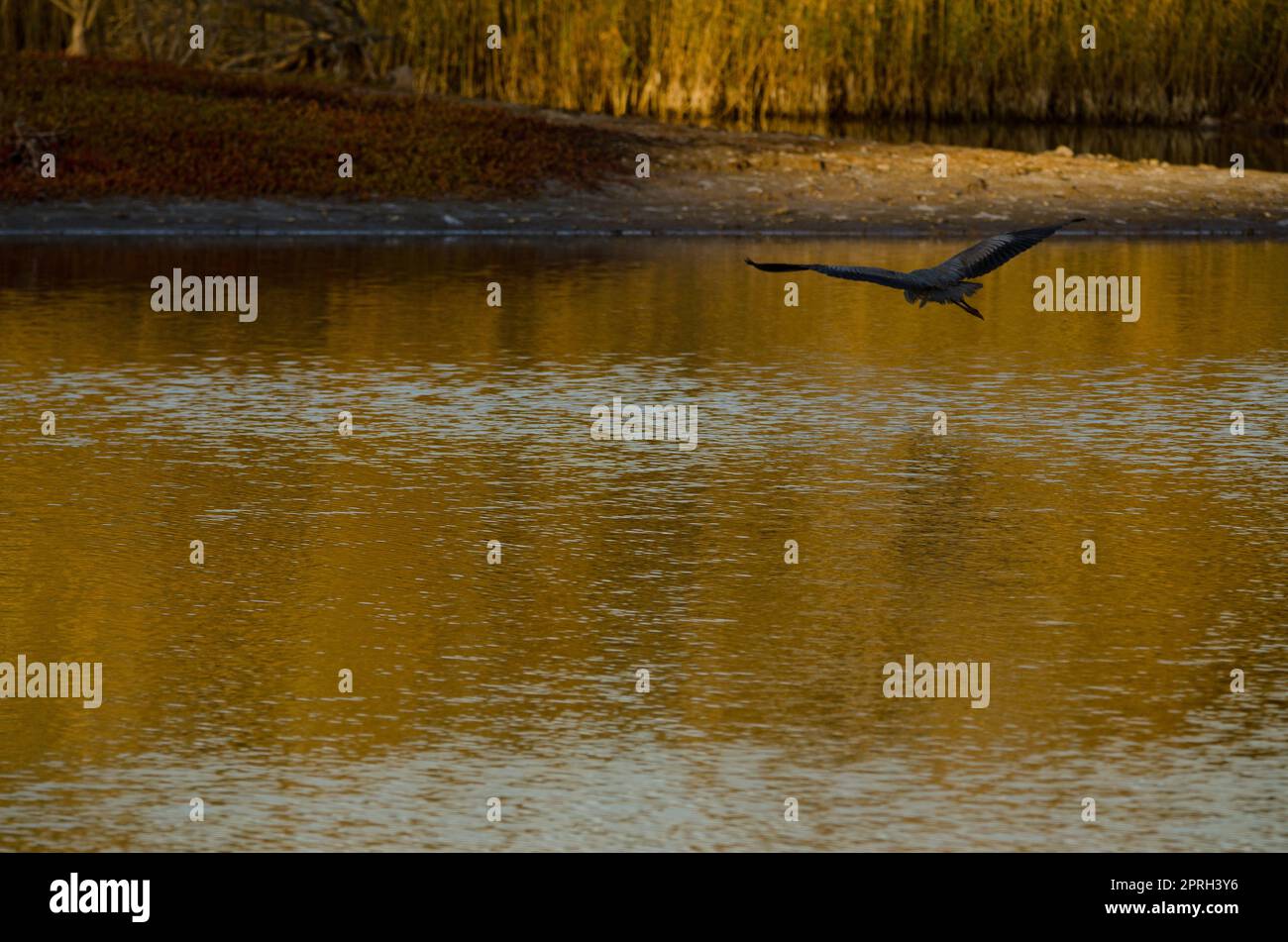 Grey pond hi-res stock photography and images - Alamy
