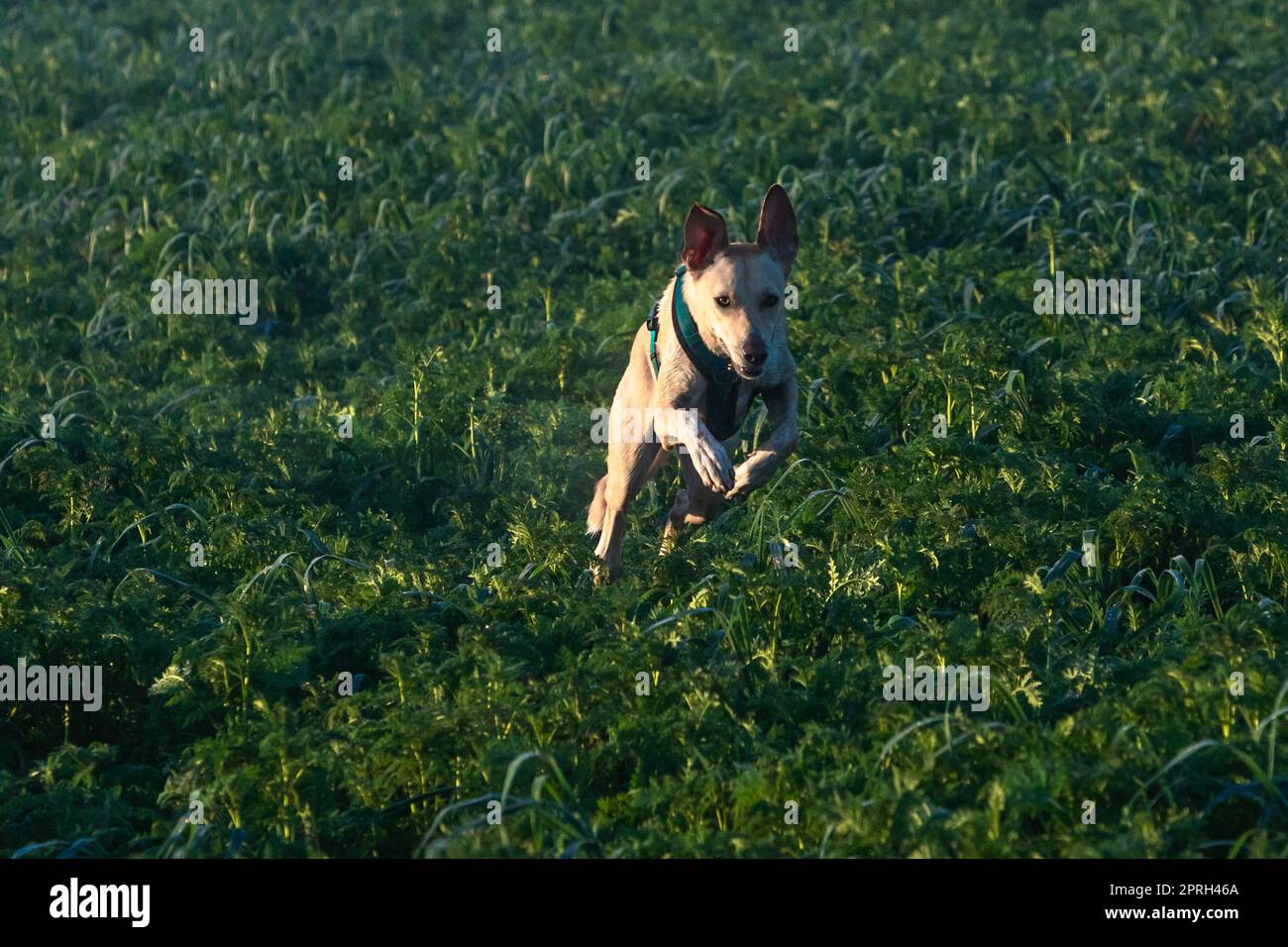 podenco mix dog running full speed through a field Stock Photo - Alamy
