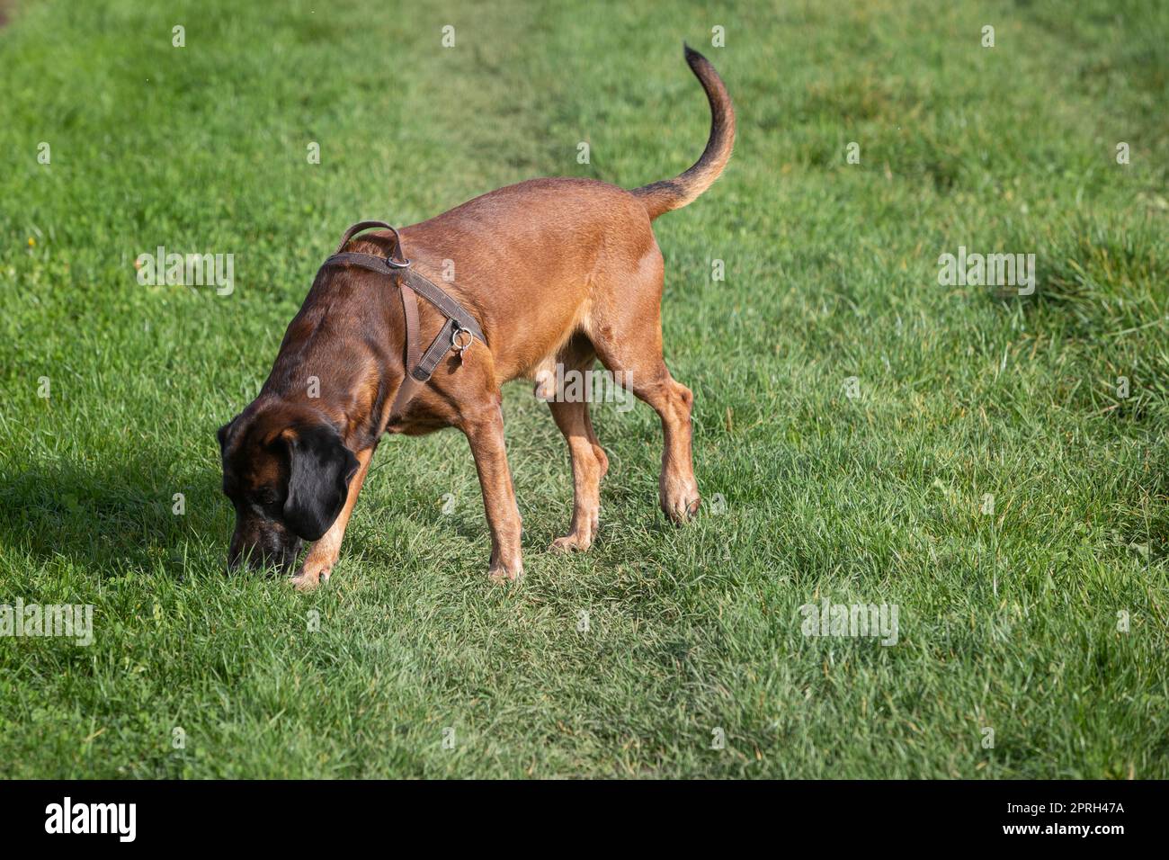 tracker dog sniffing in the grass for scent Stock Photo - Alamy
