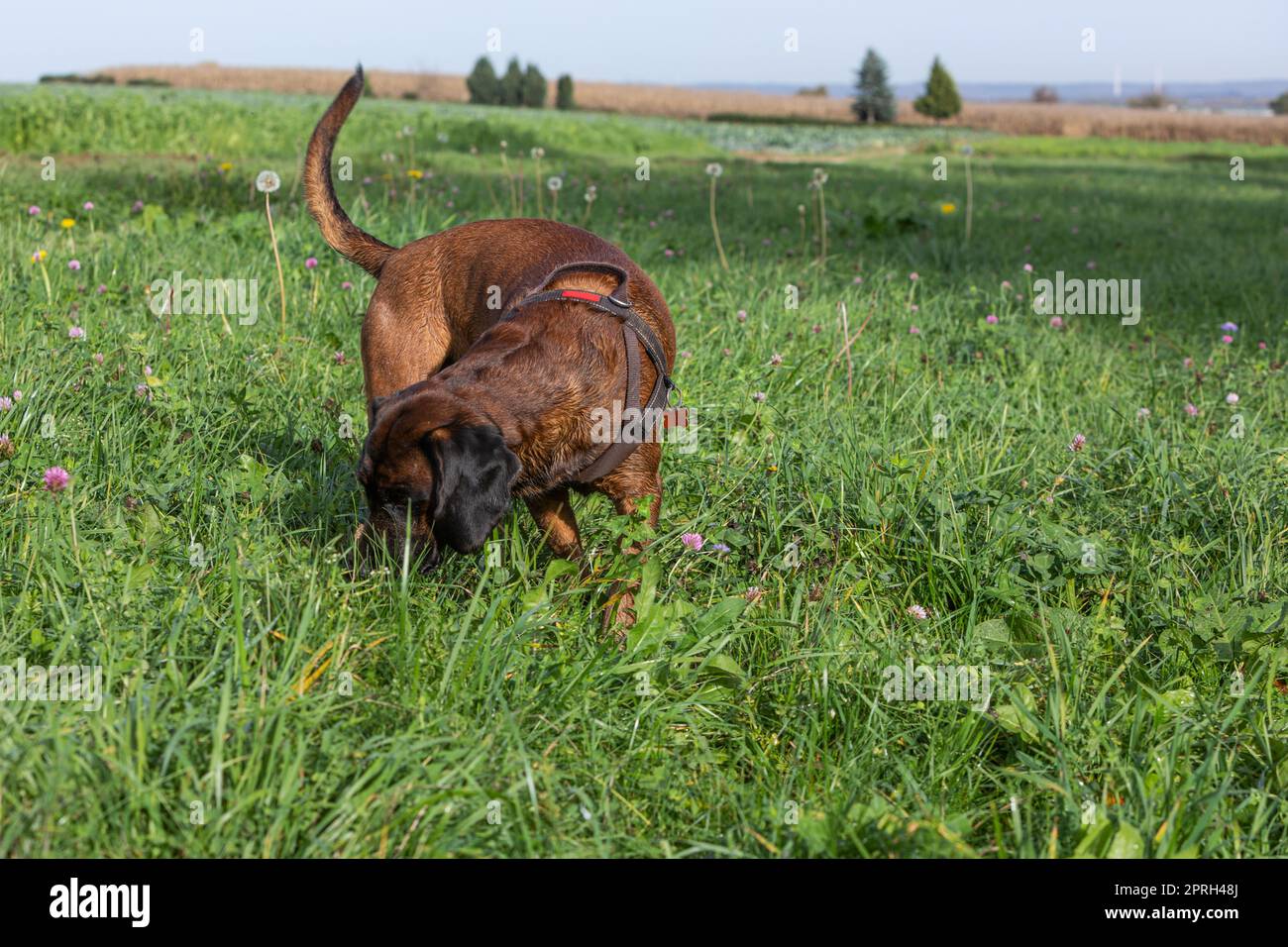 Sniffing on the ground hi-res stock photography and images - Alamy