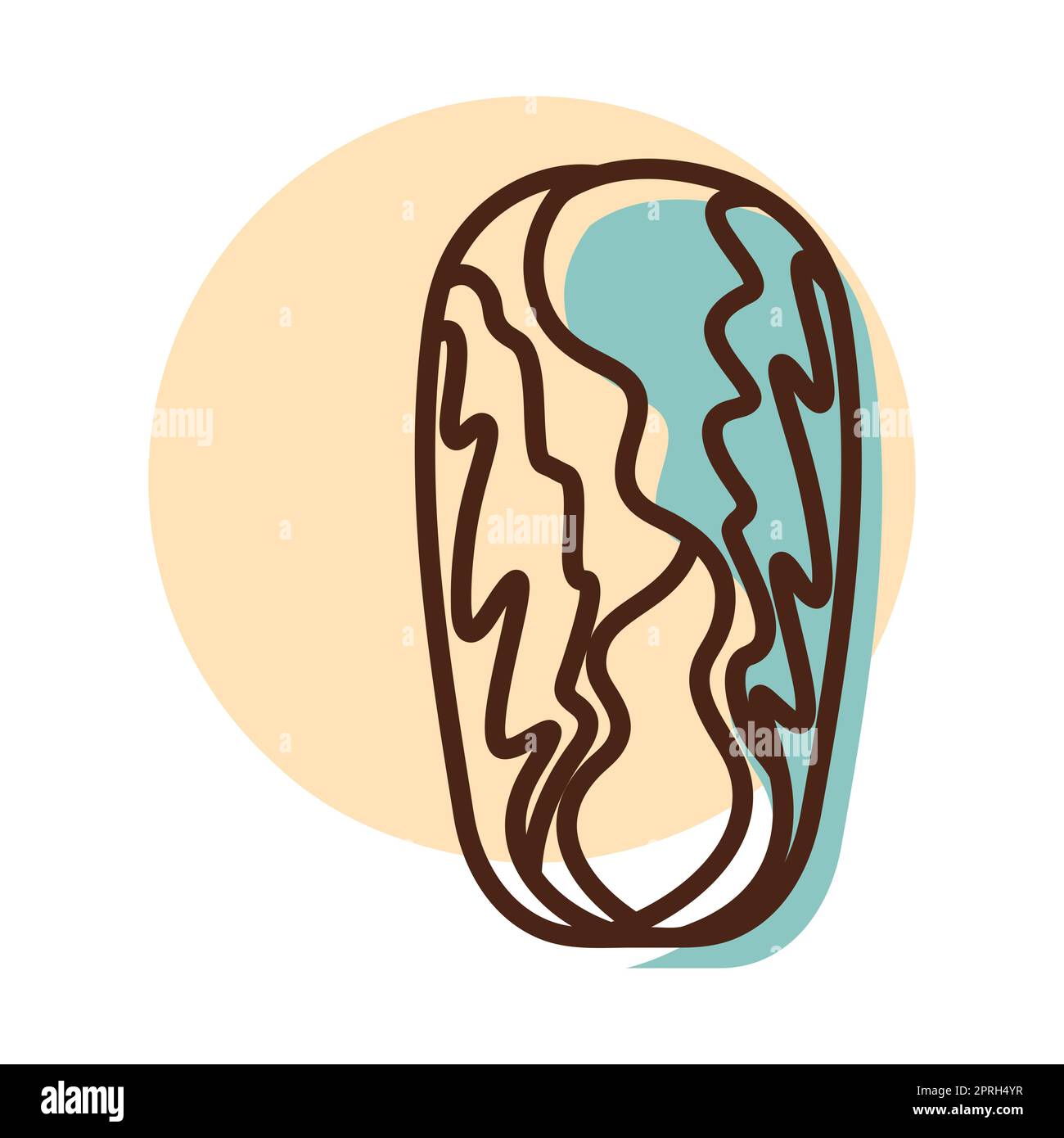 Chinese cabbage isolated vector icon. Vegetable sign. Graph symbol for ...