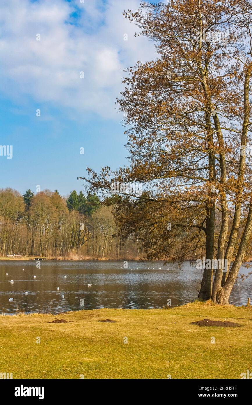 Natural panorama view lake pathway green plants trees forest Germany ...