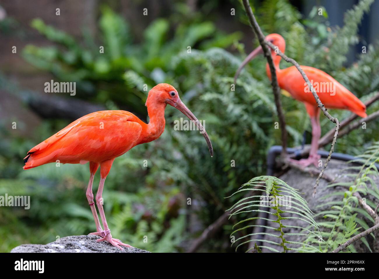 Red flamingos in natural Stock Photo - Alamy
