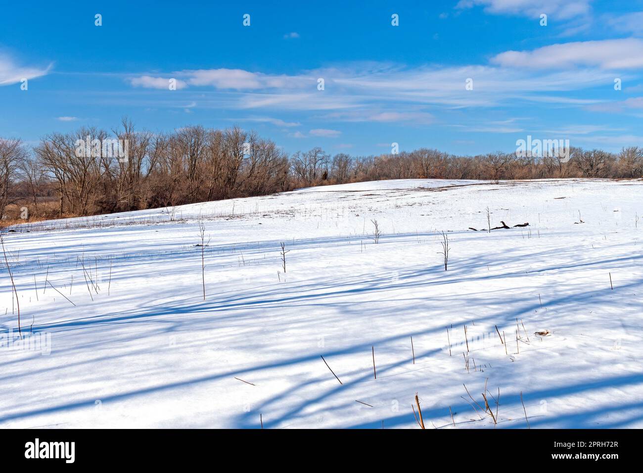 Quiet Shadows on a Winter Scene in the Volo Bog State Natural Area in ...