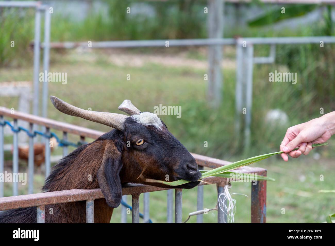A beautiful horned goat was eating the grass that a human hand was ...
