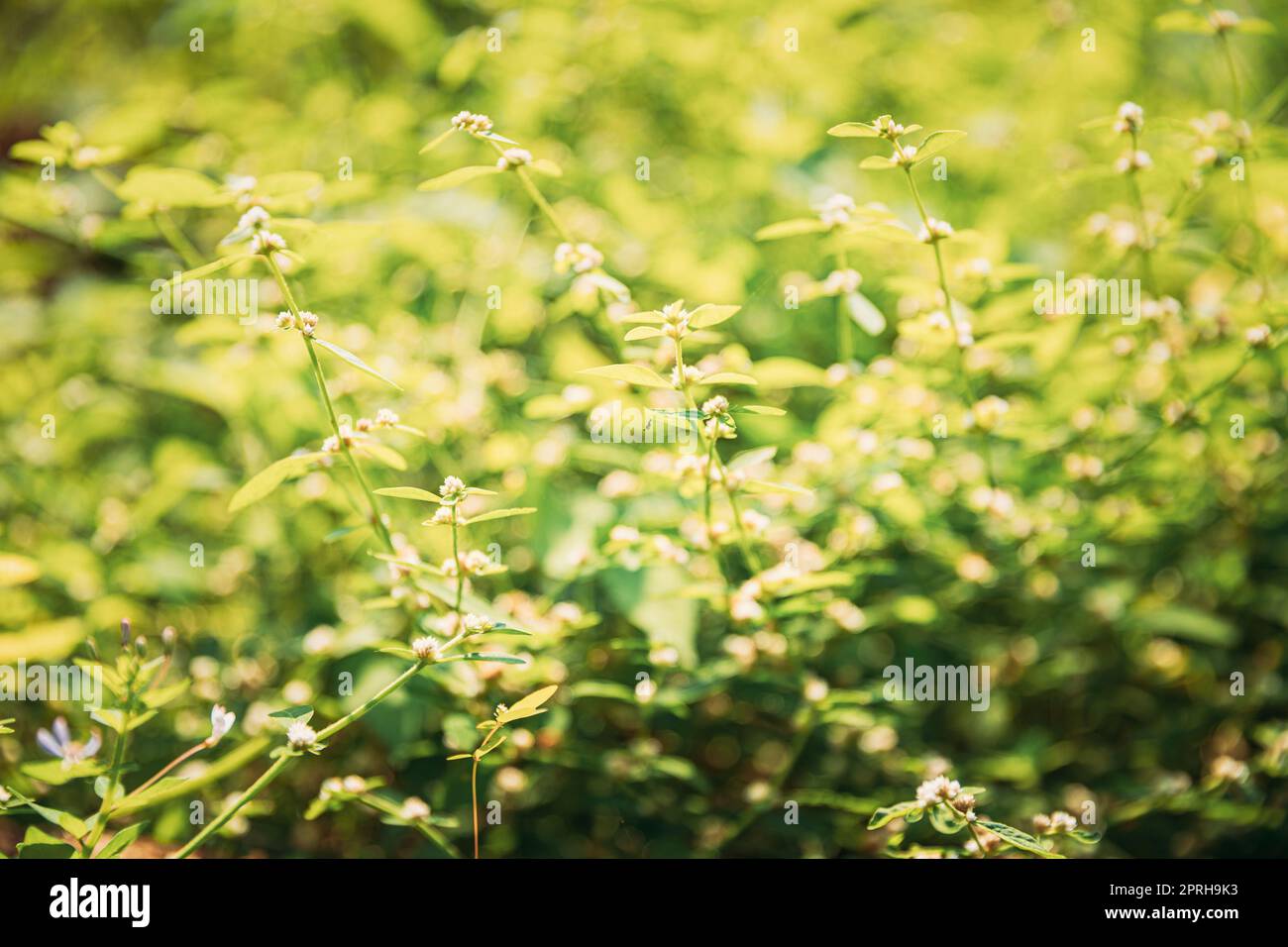 Goa, India. Flower Of Cymbopogon, Also Known As Lemongrass Or Barbed ...