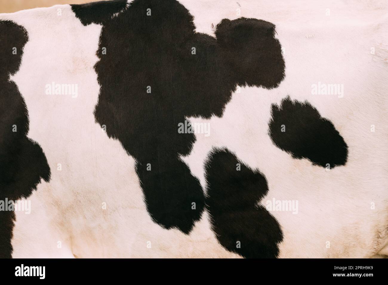 Close Up Skin With Black Spots of a Whitte Cow. Farm Animal Stock Photo ...